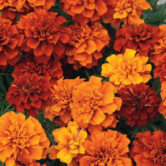 Fireball Marigold Seeds – Park Seed