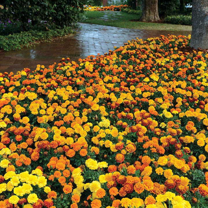 Marigold Seeds | Shop 50+ Varieties – Park Seed