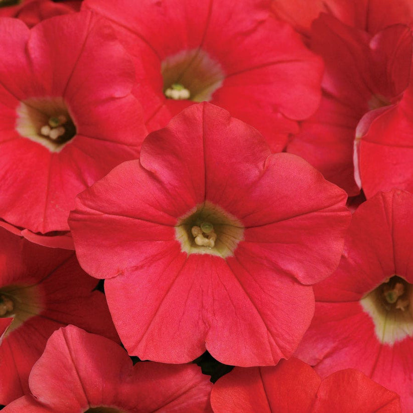 Shock Wave® Coral Crush Petunia Seeds – Park Seed