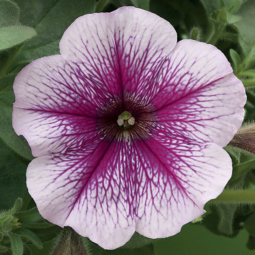 Opera Supreme™ Raspberry Ice Petunia Seeds – Park Seed