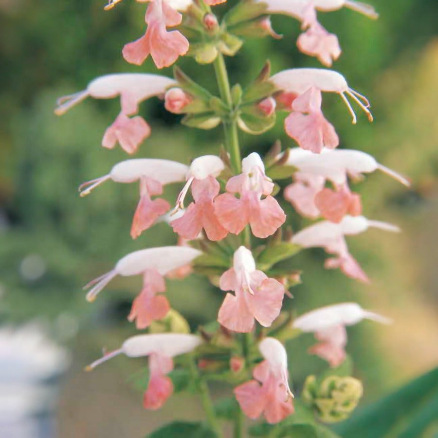 Summer Jewel™ Pink Salvia Seeds – Park Seed
