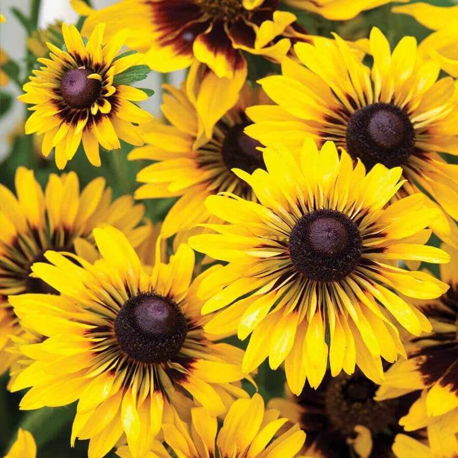 'Sputnik' Rudbeckia Seeds – Park Seed