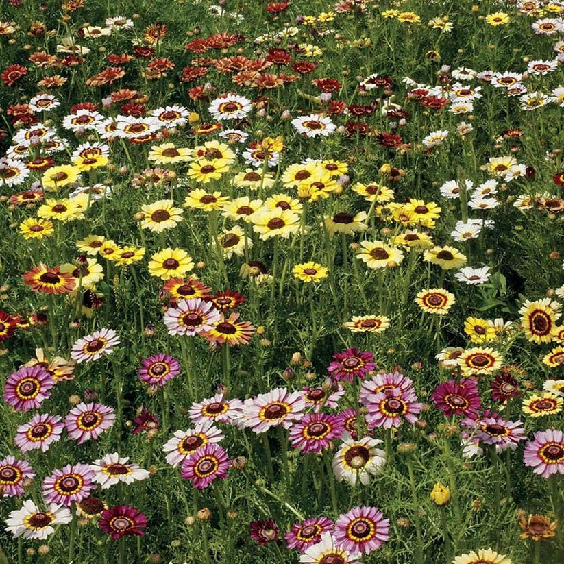 Painted Daisy Mix Seeds – Park Seed