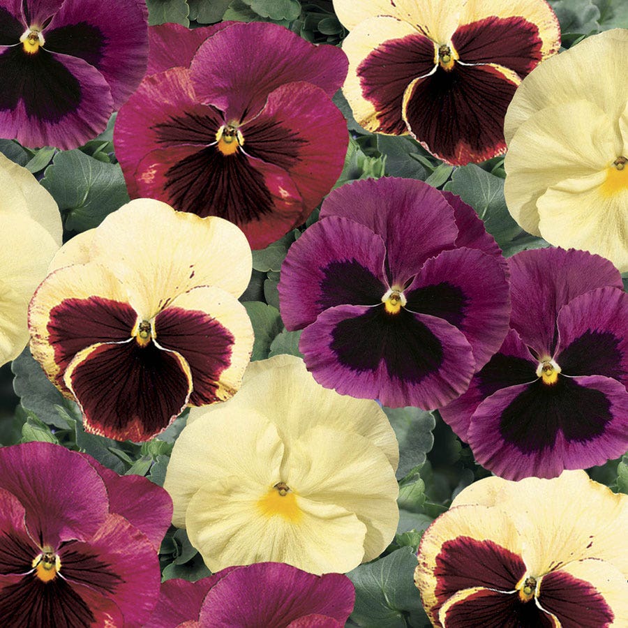 Delta® Classic Apple Cider Mix Pansy Seeds – Park Seed