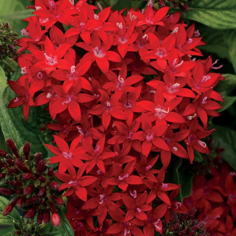 Lucky Star® Dark Red Pentas Seeds – Park Seed