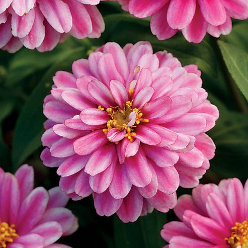 Double Zahara™ Raspberry Ripple Zinnia Seeds – Park Seed