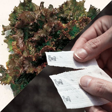 Gardening is Easy with Vegetable Seed Tapes, Discs, and Mats – Park Seed