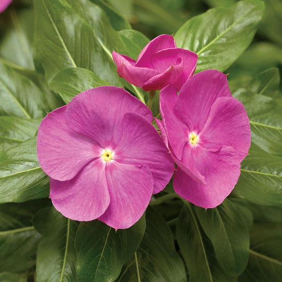 Cora® XDR Orchid Vinca Seeds – Park Seed