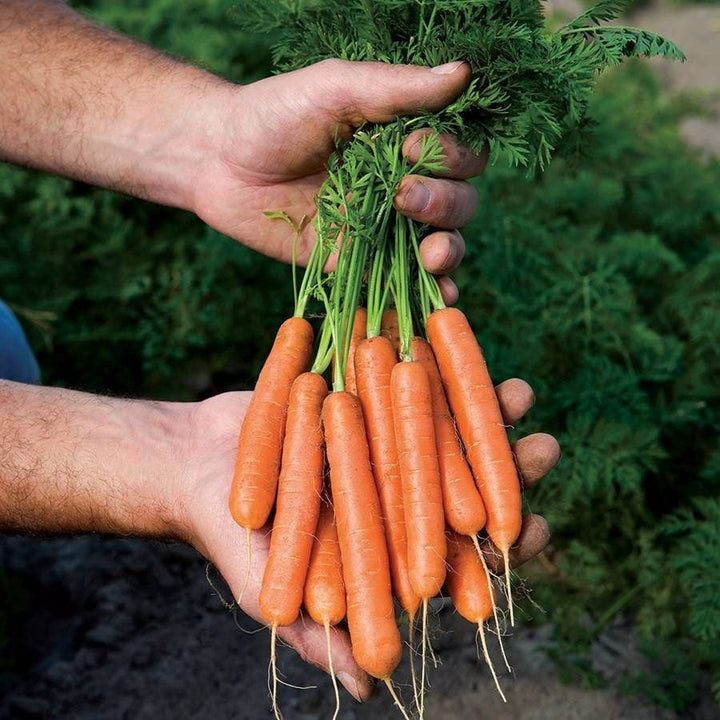 Carrot Seeds | 15+ Varieties | Non-GMO – Park Seed