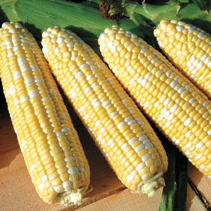 Corn Seeds | Sweet, Heirloom & 100% Non- GMO – Park Seed