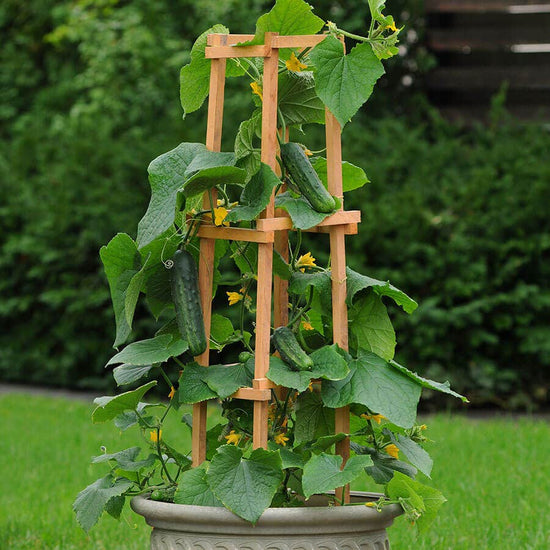 Patio Snacker Cucumber Seeds – Park Seed
