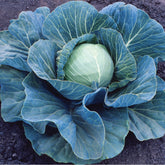 Cabbage Plant Seeds | 13+ Varieties | Non-GMO – Park Seed