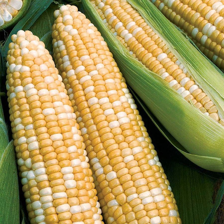Corn Seeds | Sweet, Heirloom & 100% Non- GMO – Park Seed
