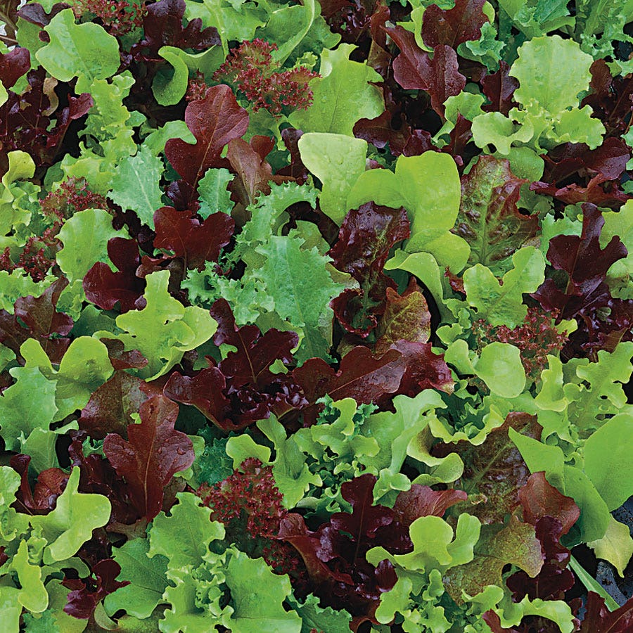 Micro Mini Greens Lettuce Seeds – Park Seed