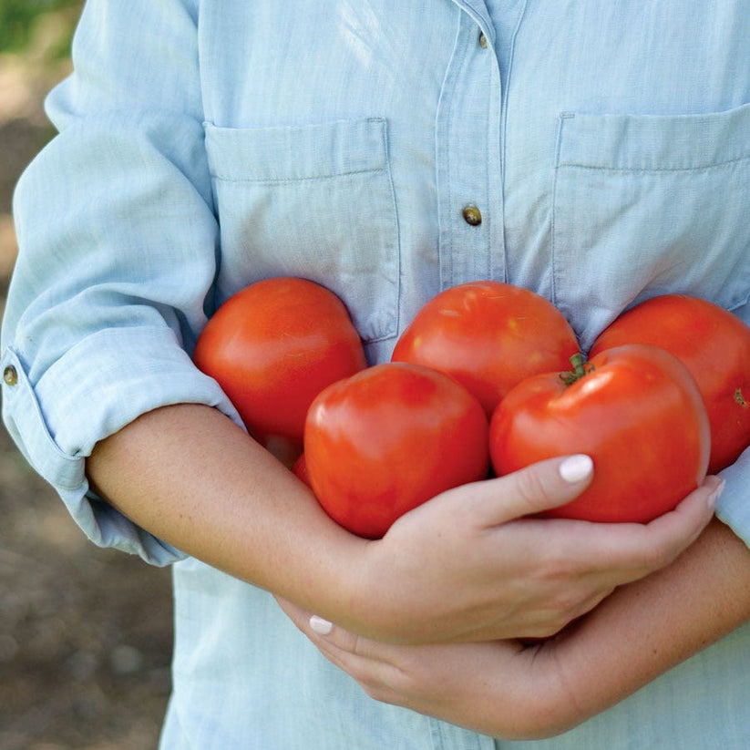 Park's Whopper CR Improved Hybrid Tomato Seeds – Park Seed