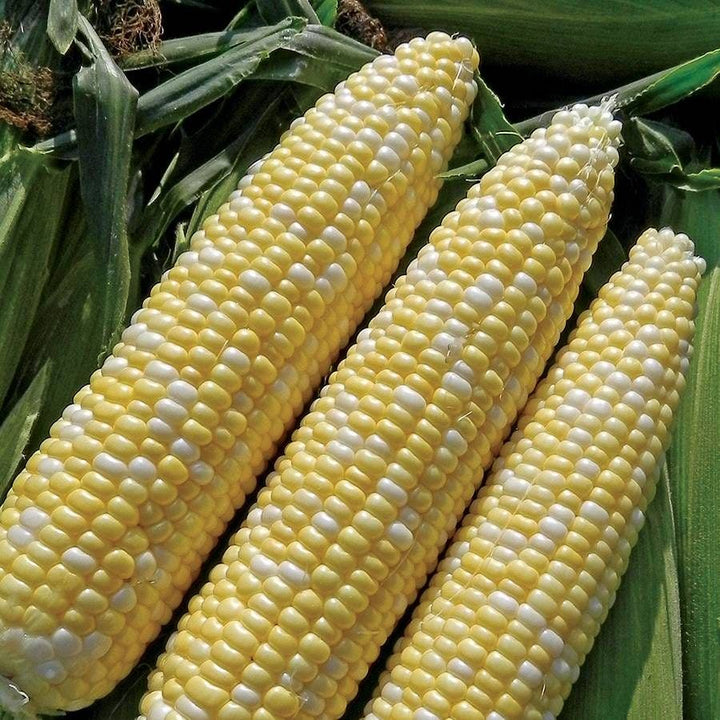 Corn Seeds | Sweet, Heirloom & 100% Non- GMO – Park Seed