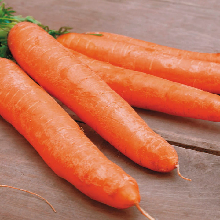 Carrot Seeds | 15+ Varieties | Non-GMO – Park Seed