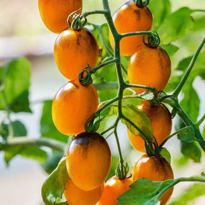Gum Drop Yellow F1 Hybrid Cherry Tomato Seeds – Park Seed