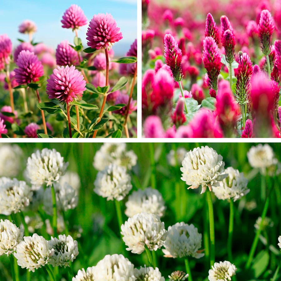 Clover Trio Cover Crop Seeds – Park Seed