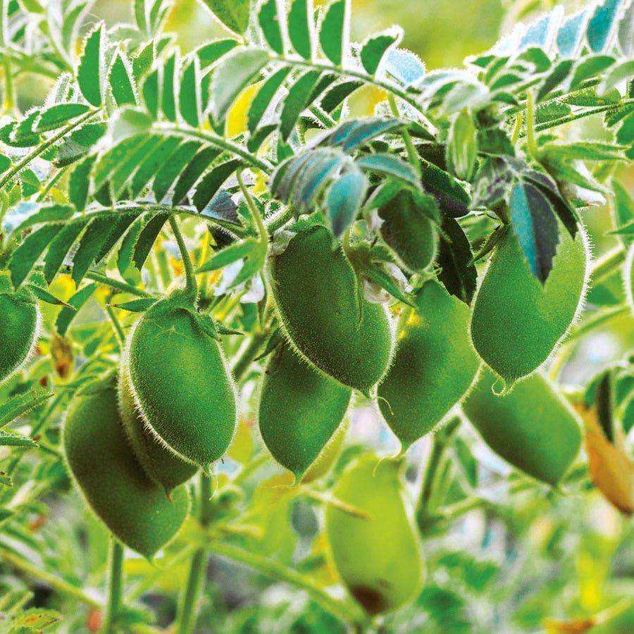 Organic Garbanzo Garden Bean Seeds – Park Seed