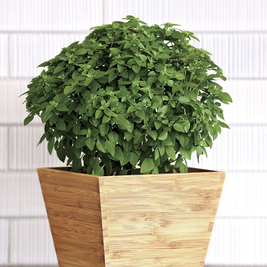Bonsai Basil Seeds The Kitchen Minis™ Collection – Park Seed