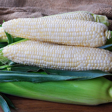 Corn Seeds | Sweet, Heirloom & 100% Non- GMO – Park Seed