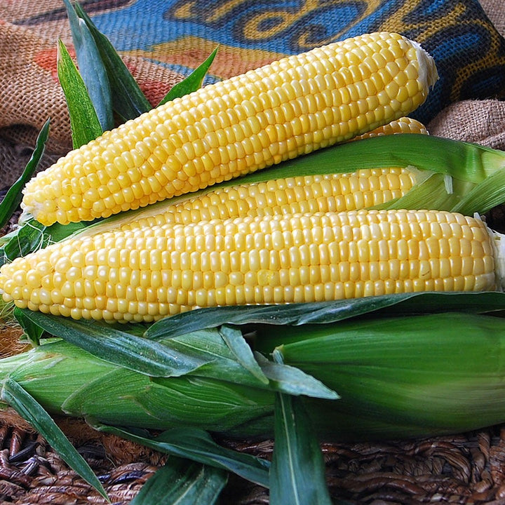 Corn Seeds | Sweet, Heirloom & 100% Non- GMO – Park Seed