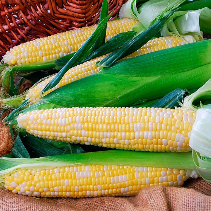 Corn Seeds | Sweet, Heirloom & 100% Non- GMO – Park Seed