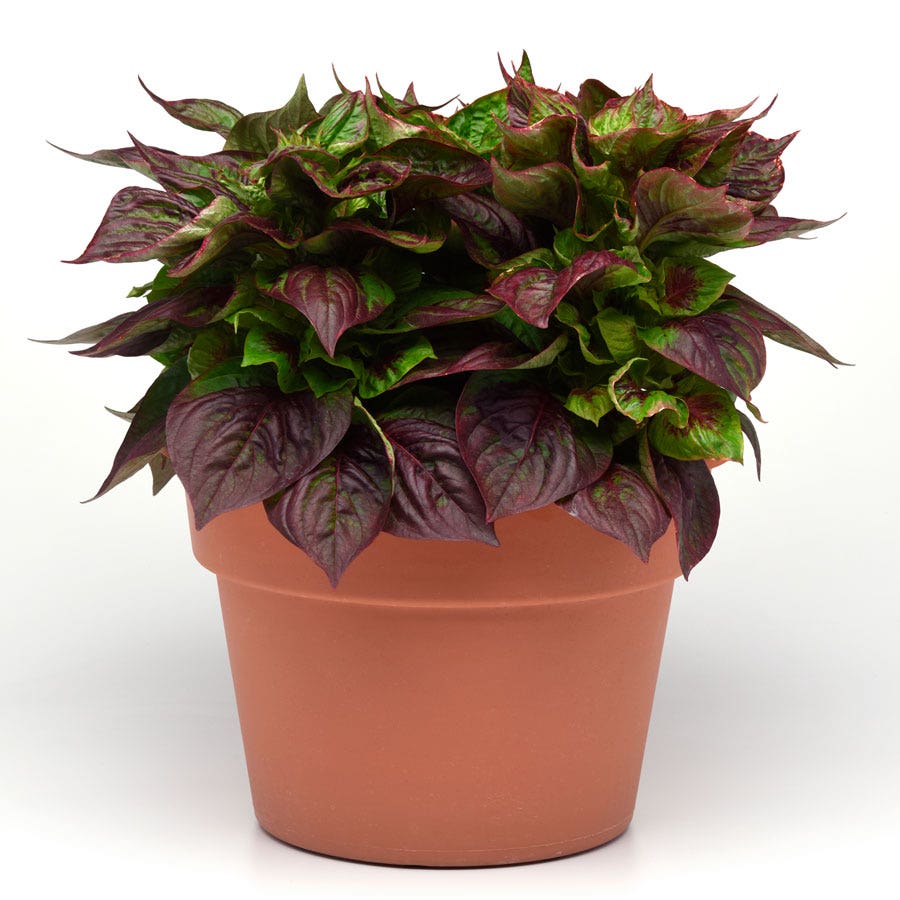 Sol™ Gekko Green Celosia Seeds – Park Seed