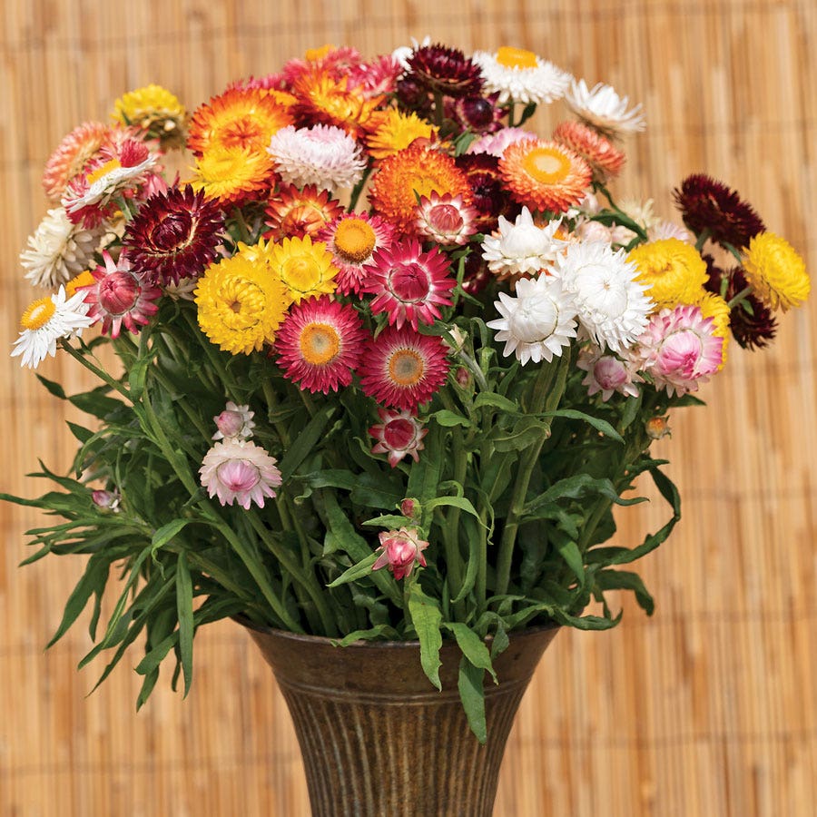 King Size Formula Mix Strawflower Seeds – Park Seed