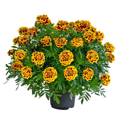 Mango Tango Marigold Seeds – Park Seed
