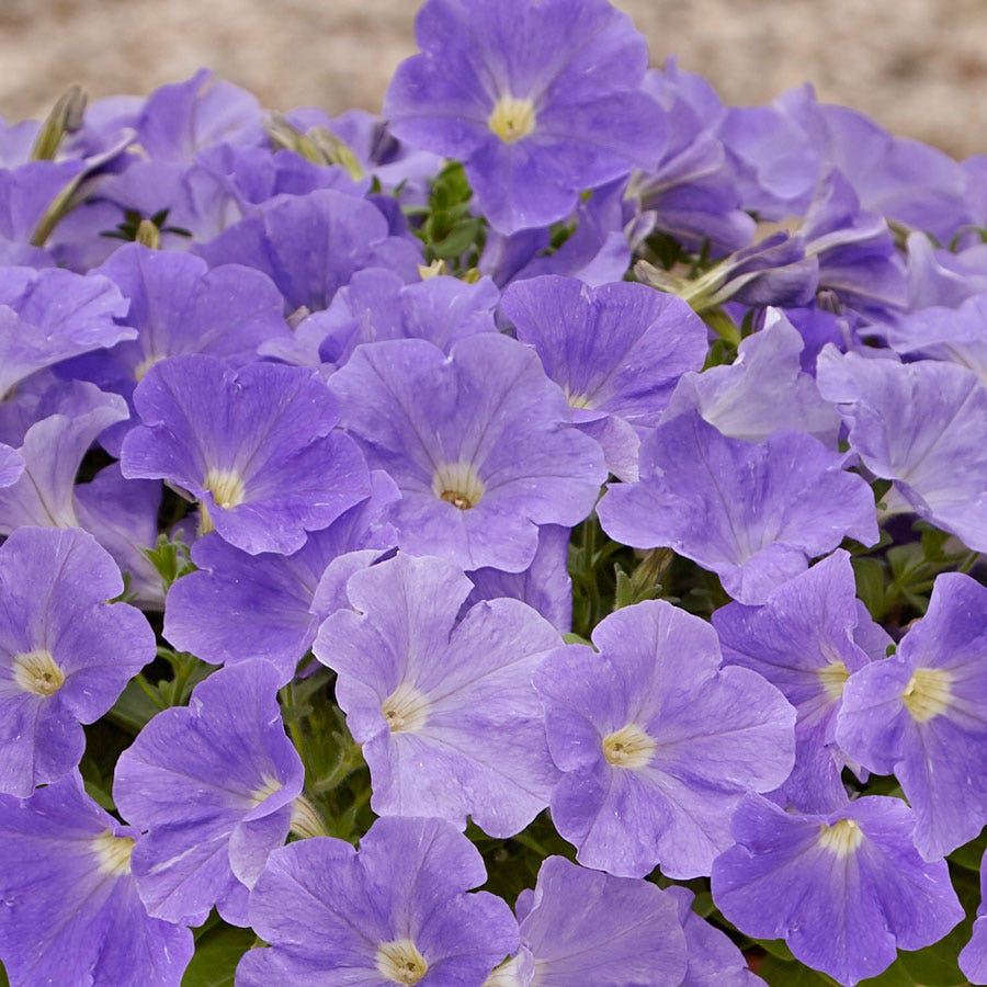 E3 Easy Wave® Sky Blue Petunia Seeds – Park Seed