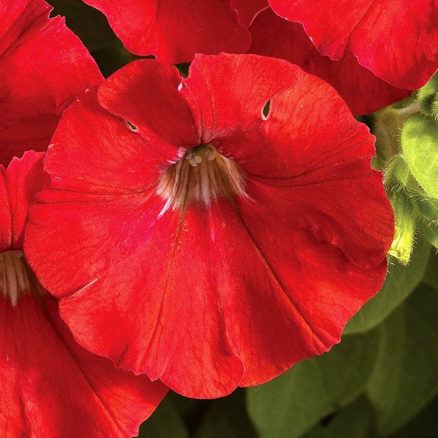 FlashForward™ Red Petunia Seeds – Park Seed