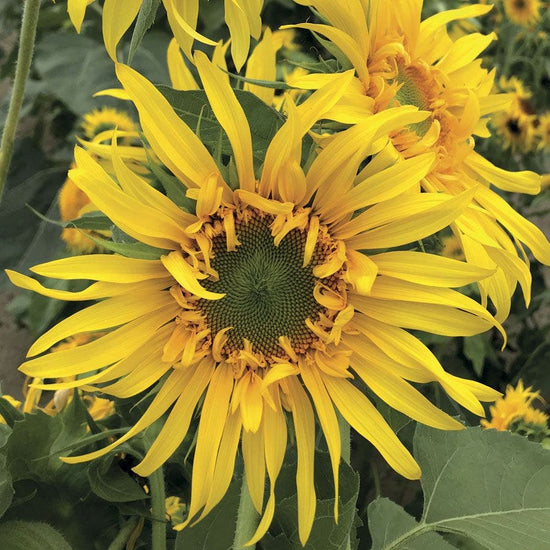 'Astra Gold' Sunflower Seeds – Park Seed