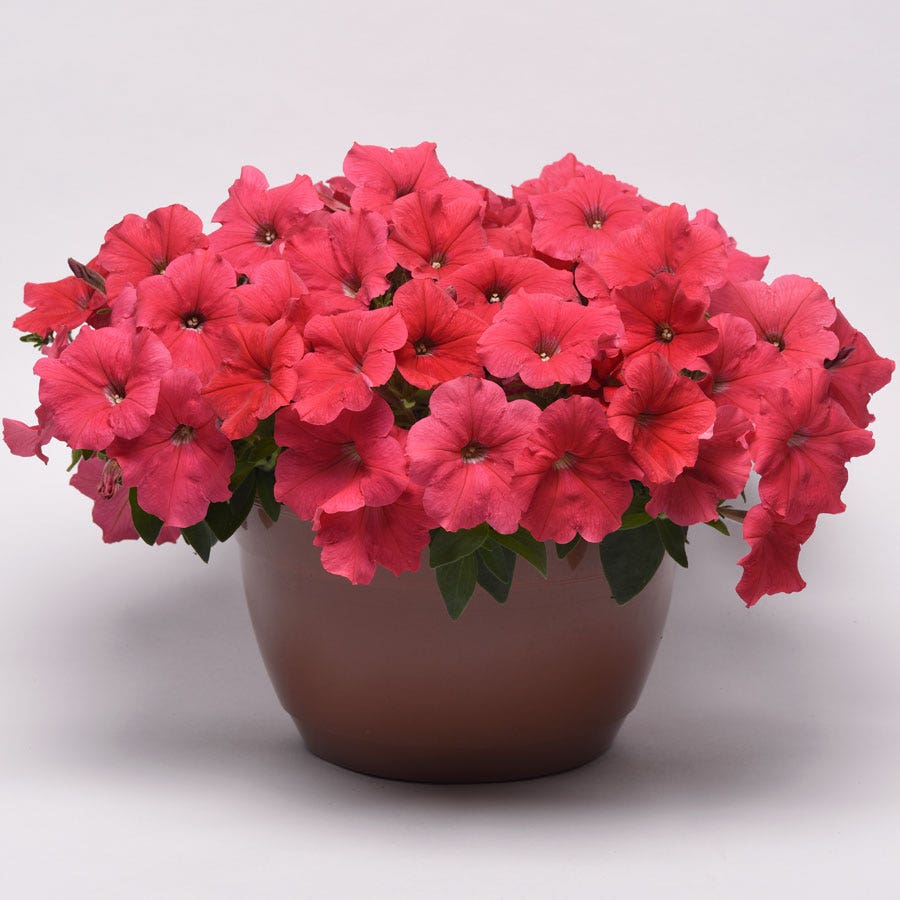 E3 Easy Wave® Coral Petunia Seeds – Park Seed