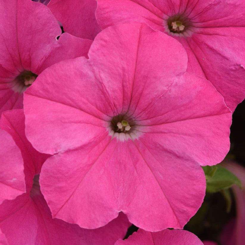 E3 Easy Wave® Pink Cosmo Petunia Seeds – Park Seed