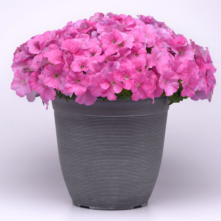 E3 Easy Wave® Pink Cosmo Petunia Seeds – Park Seed