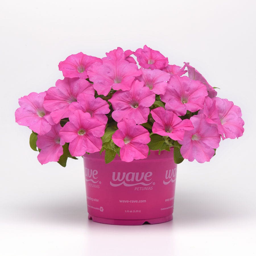 E3 Easy Wave® Pink Cosmo Petunia Seeds – Park Seed