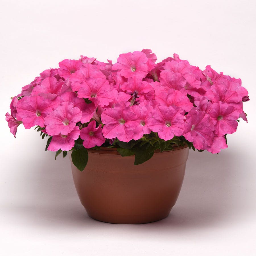 E3 Easy Wave® Pink Cosmo Petunia Seeds – Park Seed