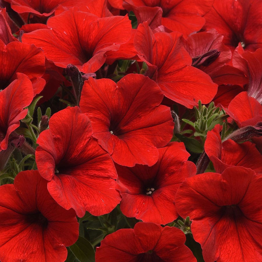 E3 Easy Wave® Red Petunia Seeds – Park Seed