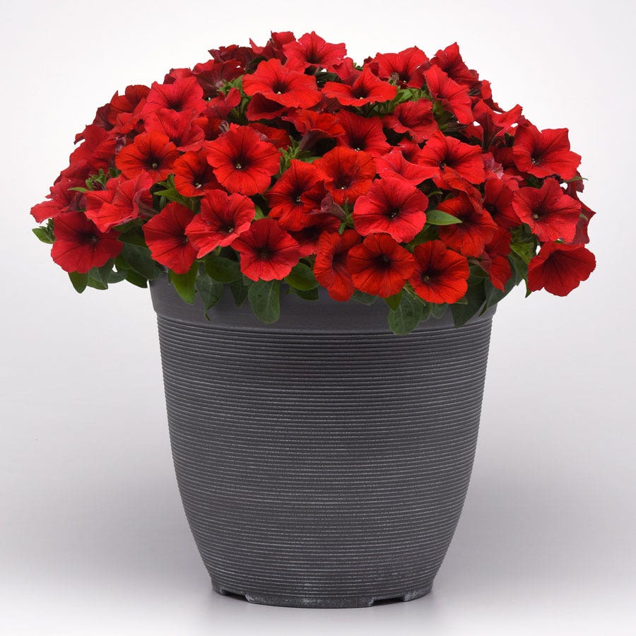 E3 Easy Wave® Red Petunia Seeds – Park Seed