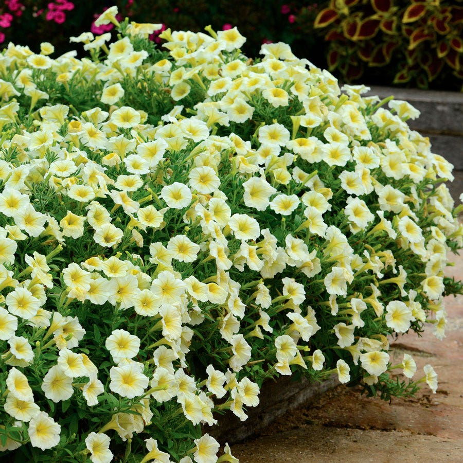 E3 Easy Wave® Yellow Petunia Seeds – Park Seed