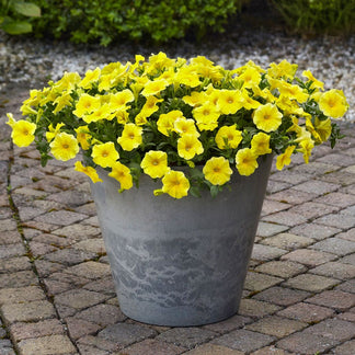 Caliburst™ Yellow Petchoa Seeds – Park Seed