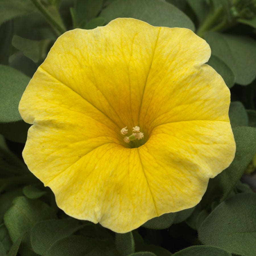 Caliburst™ Yellow Petchoa Seeds – Park Seed