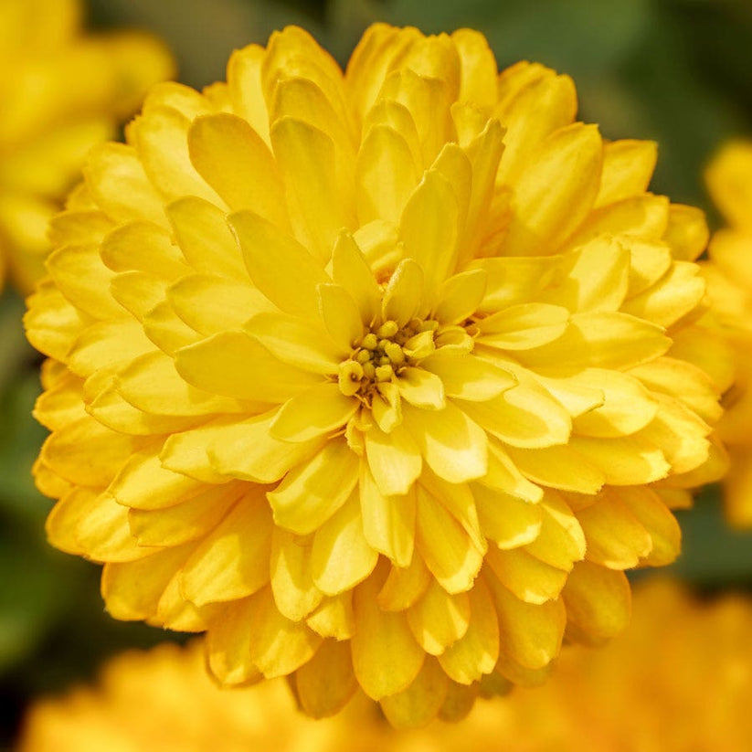 Zydeco™ Deep Yellow Zinnia Seeds – Park Seed