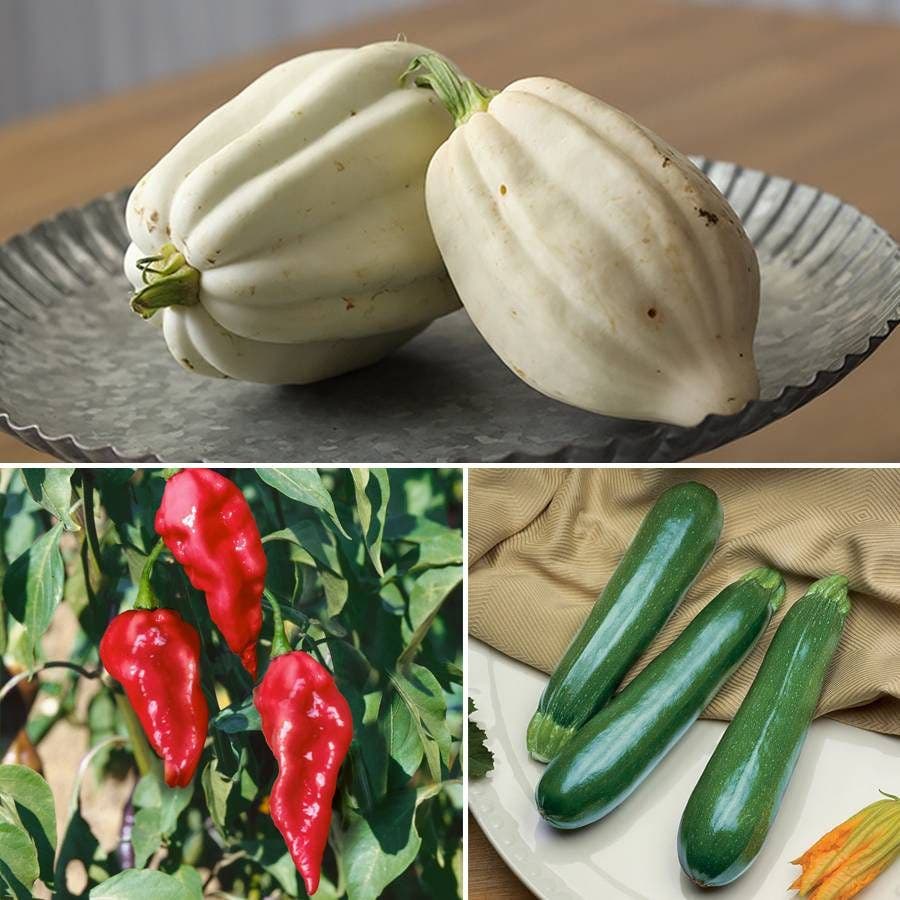 Vegetable Sampler Collection – Park Seed