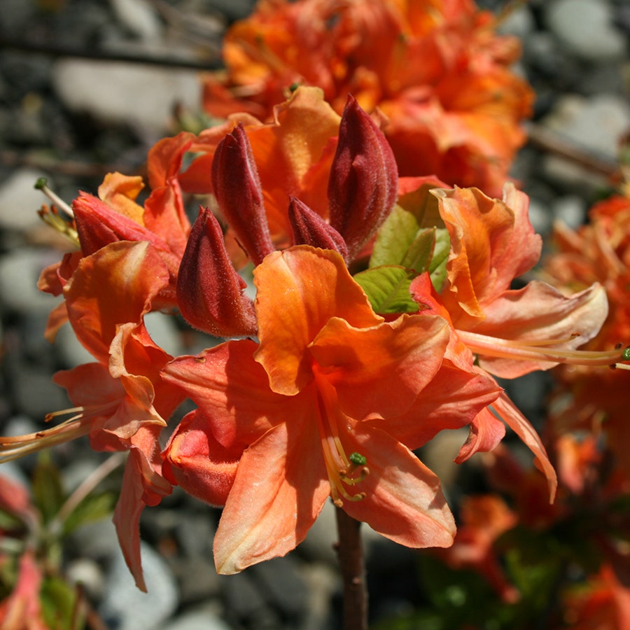 Rhododendron 'Mandarin Lights' Azalea – Park Seed