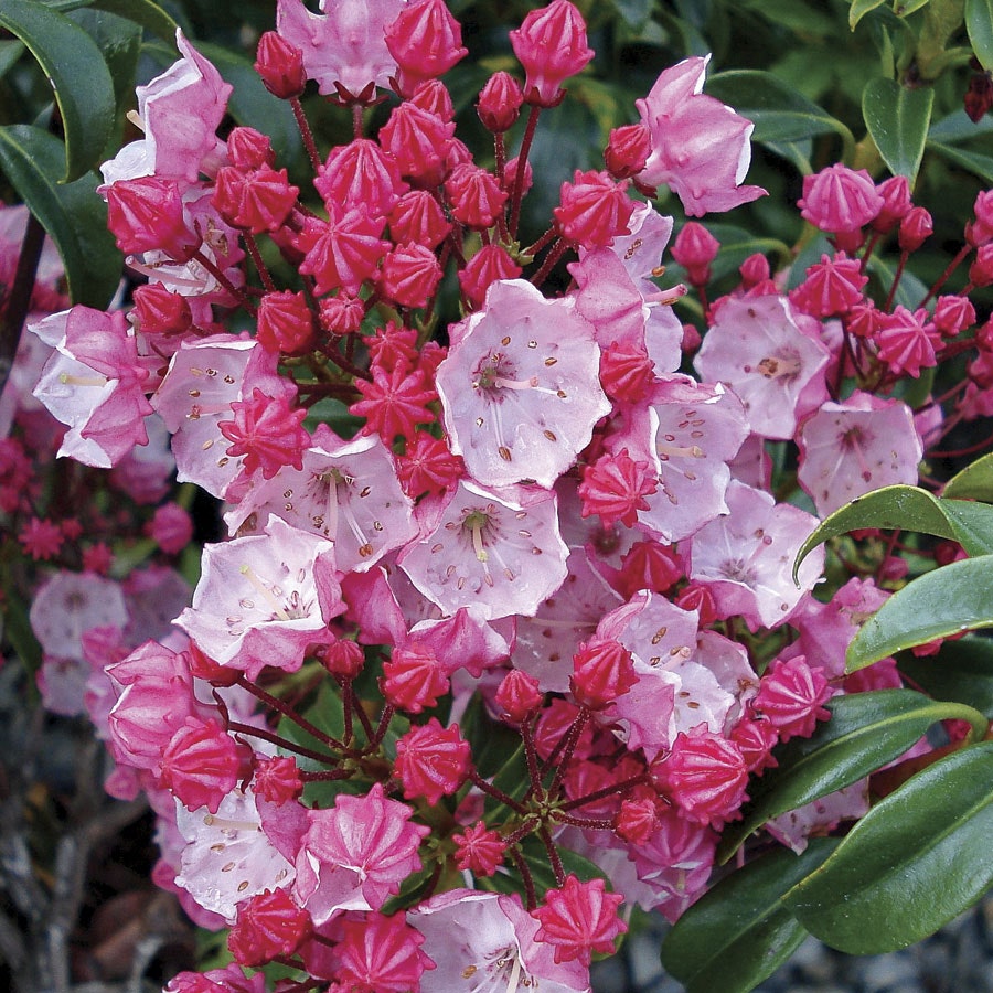 Kalmia Olympic Fire – Park Seed