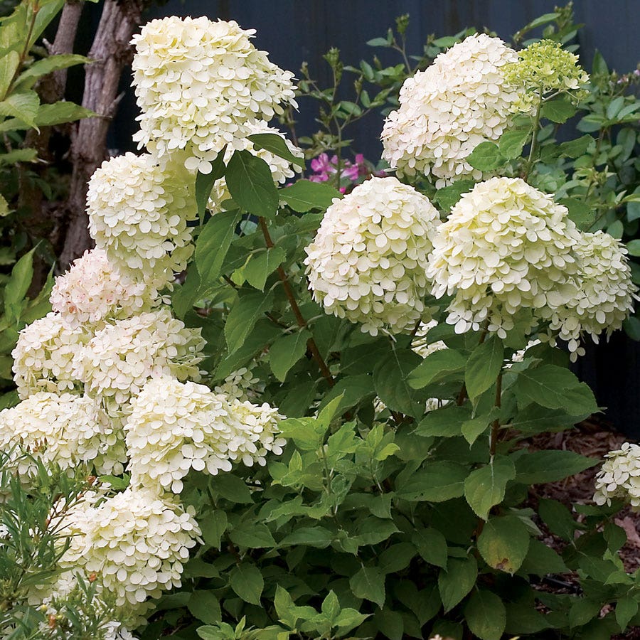 Hydrangea Little Lime® Panicle Hydrangea – Park Seed