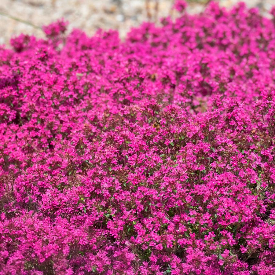 Thymus 'Coccineus' Red Creeping Thyme – Park Seed